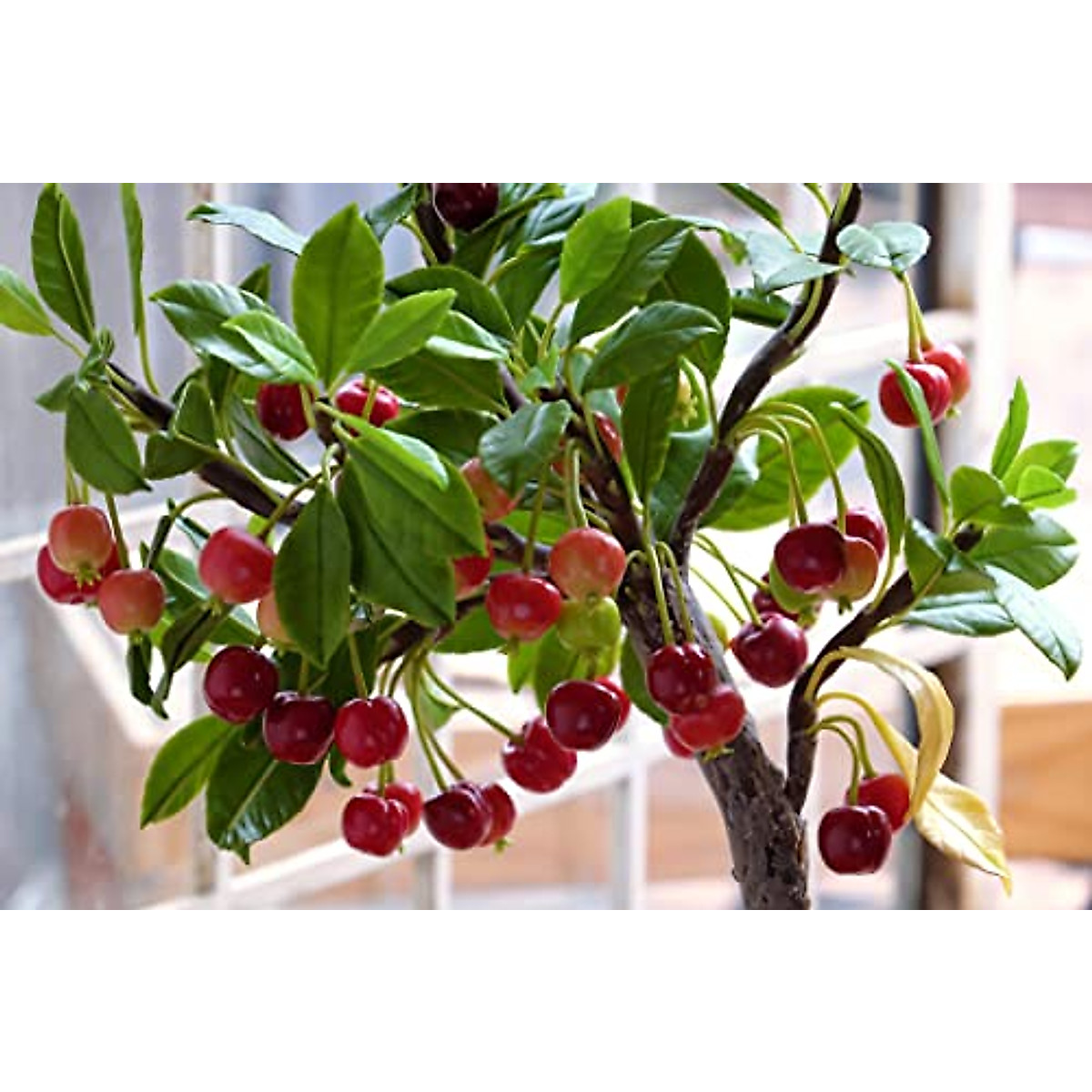 20 Bonsai Dwarf Cherry Tree Seeds | Indoor or Outdoor Fruit Tree | Made in USA, Ships from Iowa