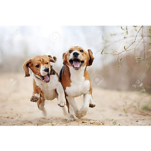 MY LUCKY PETS LLC Vision Bites for Dogs - Dog Eye Health - Advanced Formula - Benefits Vision - Immune Support - Dog Vitamin Soft chew - 1 Bottle (60 Treats)