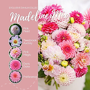 Dahlia Bulbs (Ball & Decorative) - Madeline Mix - 10 Bulbs - Mixed Flower Bulbs, Tuber Attracts Bees, Attracts Butterflies, Attracts Pollinators, Easy to Grow & Maintain, Fast Growing, Cut Flower