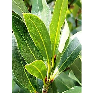 Bay Leaf Plant Live Sweet Bay Plant Tree 6 to 8 Inches Tall Planting Perennial Outdoors