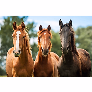 PHOTONIC20% 100 ML. BEST PET Vitamins Mineral Multi Vitamin Supplement Electrolytes Help Restore Urgently Animal Pet Care Nourish Blood Body Immunity Healthy Dog Cat Horse Pig Cattle Rooster Booster