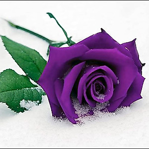 QAUZUY GARDEN 100 Purple Rose Rosa Seeds | Non-GMO Heirloom Flower Seed Striking Perennial Bush Vine Climber Fragrant Flower to Plant Home Garden & Attract Pollinators