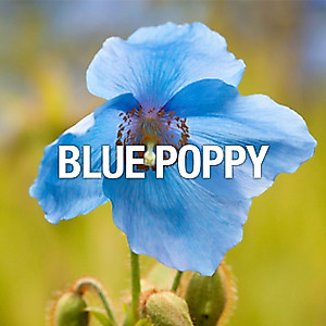 Lucky Brand, Lucky You Women's Body Mist, Eau de Toilette Spray, Day or Night Fragrance with Fresh Flower Citrus Scent, 8 Fl Oz