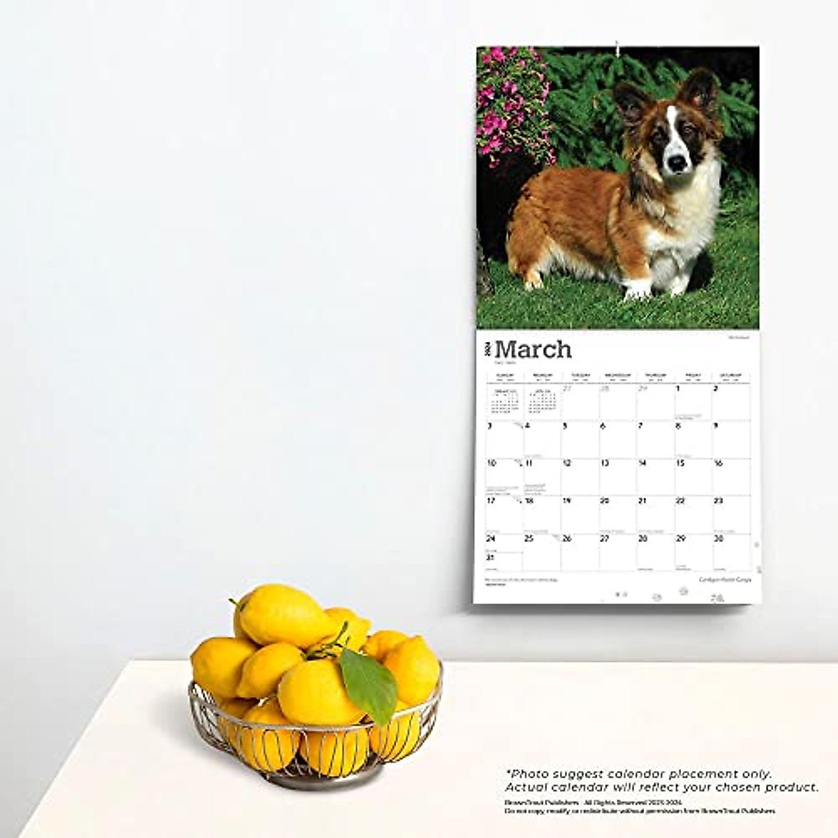 Cardigan Welsh Corgis | 2024 12 x 24 Inch Monthly Square Wall Calendar | BrownTrout | Animals Dog Breeds