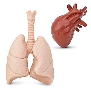 Safari Ltd. Human Organs TOOB - 8 Mini Figurines Including Brain, Heart, Lungs, Liver, Kidneys, Stomach, and Intestines - Anatomy Educational Toy Figures for Boys, Girls & Kids Ages 3+