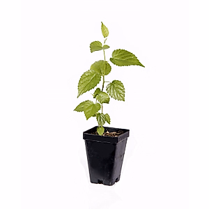 Dwarf Everbearing Mulberry Plant - Morus nigra - Live Plant