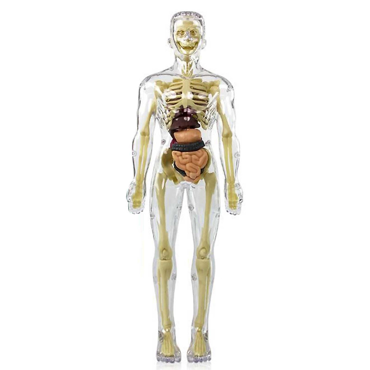 Bylesary 3D Human Body Torso Model for Kid Anatomy Model Skeleton and Heart Models Removable Assembly Organs Parts, Medical Anatomical Internal Organ Teaching Study Tools