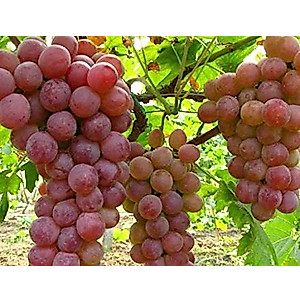 50+ Grape Seeds Vine Fruit Seed Fruit Plant Home Garden Non-GMO