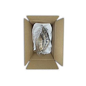 Real shofar small (No Hechsher) Perfect for kids that want the a real shofar. (2 SHOFARS ON BOX)