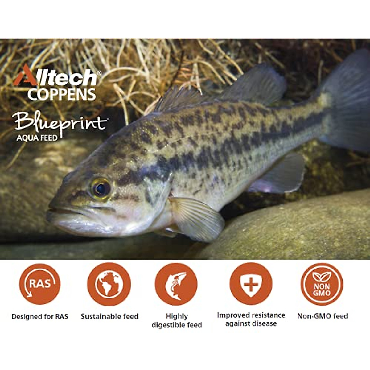 Alltech Coppens SP-15 5mm Floating Fish Food - Extruded Feed for All Pond-Raised Bluegill, Crappie, Catfish, Trout and Other Freshwater Fish - 44 LBs