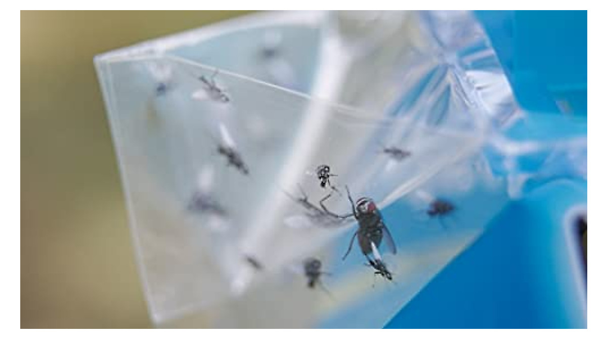 Raid Fly Trap 2-Pack | Effective Outdoor Fly Control Solution