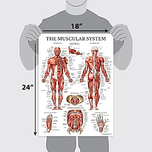 Palace Learning Muscular & Skeletal System Anatomical Poster Set - LAMINATED 2 Chart Set - Human Skeleton & Muscle Anatomy - (18 x 27)