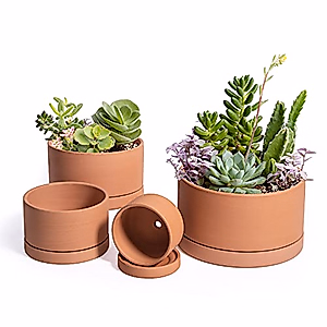 D'vine Dev Set of 4 Terracotta Shallow Planter Pots for Succulent, 3 Inch 4 Inch 5 Inch 6 Inch, Small Flower Plant Pots with Drainage and Saucer, 40-D-L-1