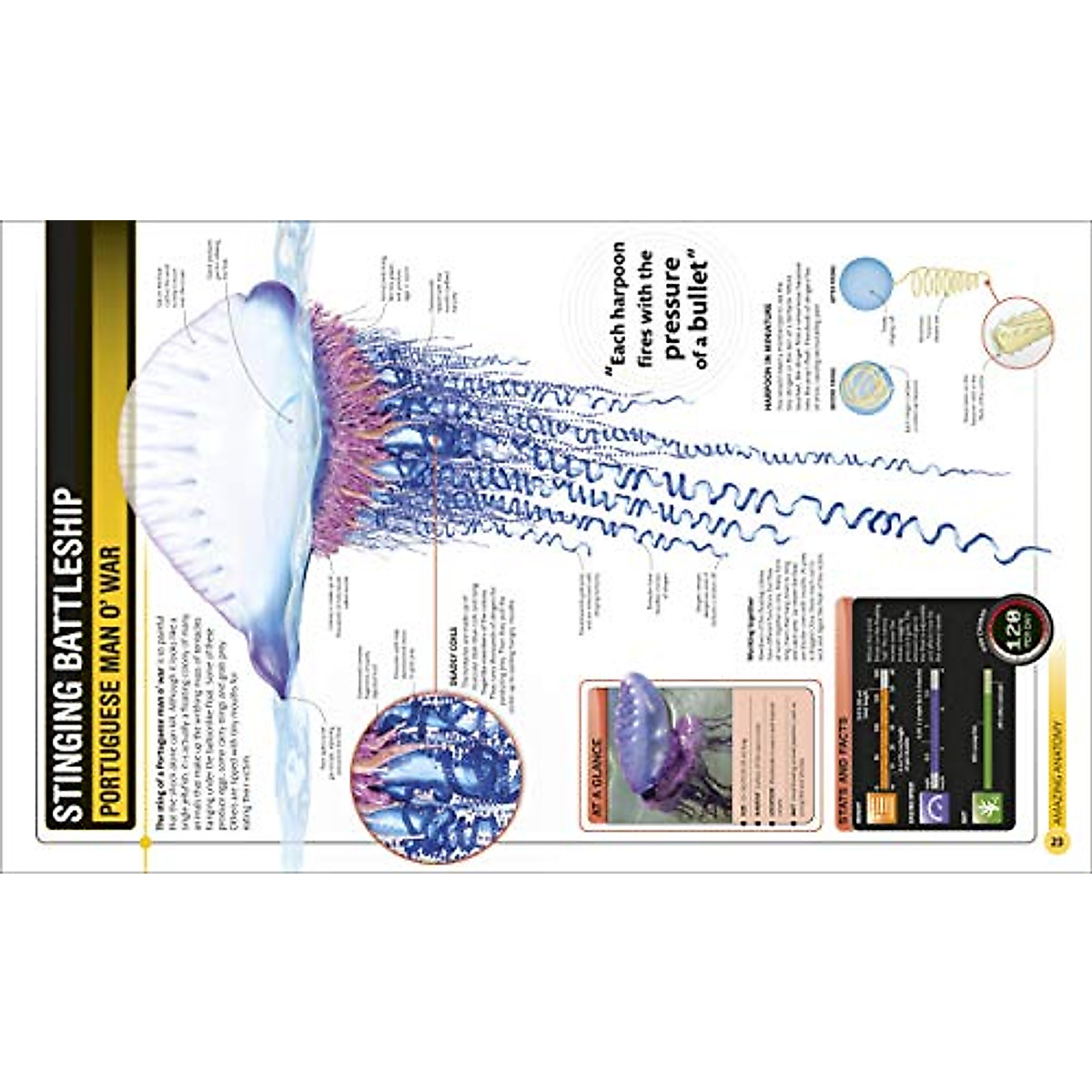 Super Shark Encyclopedia: And Other Creatures of the Deep (DK Super Nature Encyclopedias)