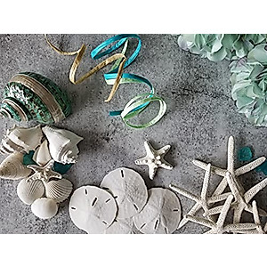 Set of 6 White Starfish and Sand Dollars - 3 Finger Starfish 4 to 6 inch and 3 Sand Dollars 3 to 3.5 inch - Starfish and Sand Dollars for Crafts by Tumbler Home