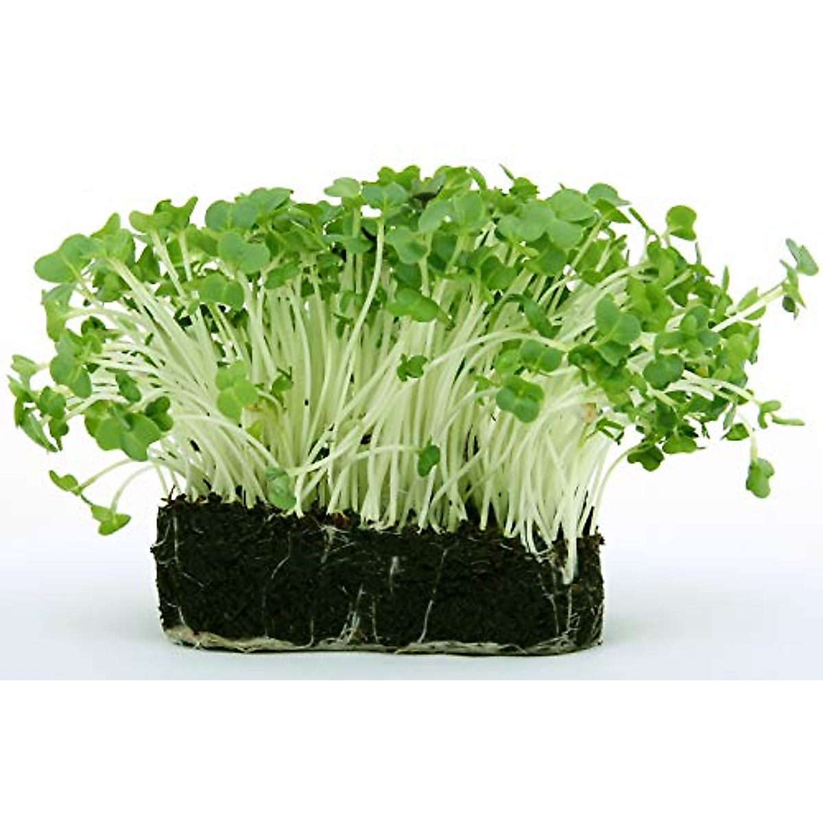 Sow Right Seeds - Cress Seed for Planting - All Non-GMO Heirloom Cress Seeds with Full Instructions for Easy Planting and Growing Your Kitchen Herb Garden, Indoor or Outdoor; Great Gift (1)