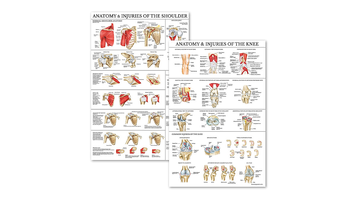 Anatomy & Injuries of Knee & Shoulder Posters - Laminated Set by Palace ...