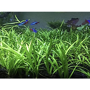 Marcus Fish Tanks - 10x Dwarf Sagittaria Subulata Live Aquarium Plant Dwarf Sag Freshwater Aquatic Carpeting Plant BUY2GET1FREE