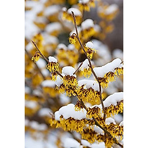 TriStar Plants - American Witch Hazel - 1 Gallon Trade Pot, 3'-4'ft Tall, Native, Hamamelis virginiana, Attracts Pollinators, Fast Growing Trees