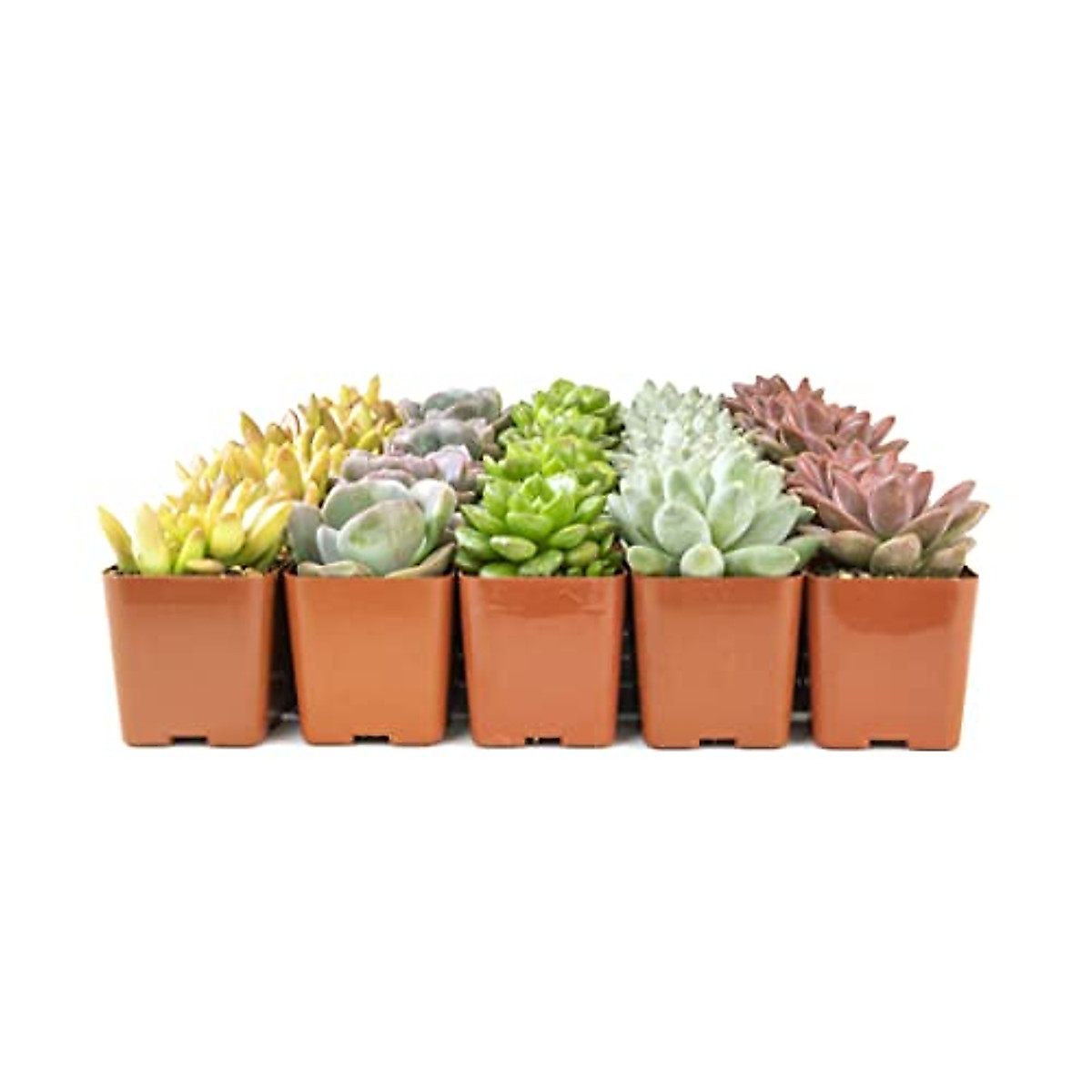 Altman Plants, Live Succulents Plants (50 Pack), Nursery Pots Variety Pack, Bulk Succulents Plants Live Plants Indoor Plants Live House Plants Indoors Live Indoor Plants Live Houseplants Live Indoor