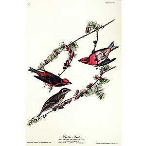 Purple Finch. From"The Birds of America" (Amsterdam Edition)