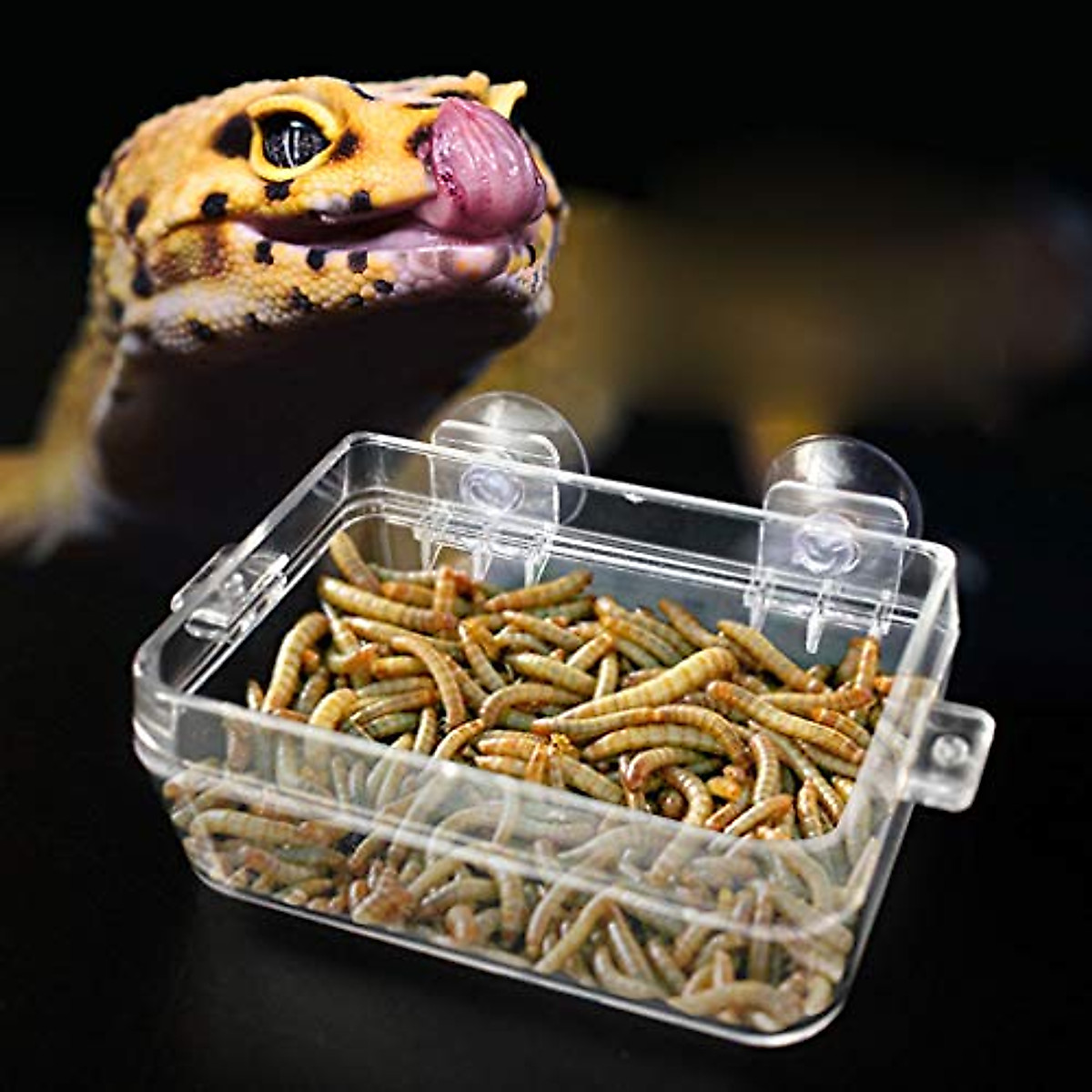 7haofang Reptile Feeder Anti-Escape Food Bowl Turtle Lizard Worm Live Food Container