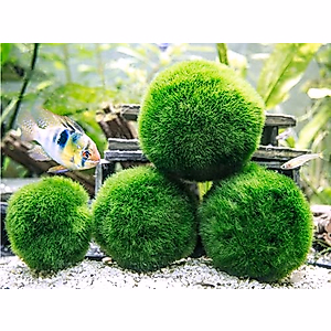 Decorative Balls for Fish Tank Water Grass Moss Live Aquarium Plant Aquatic Plant Ornament 4pcs(3.5cm/1.37in) Free Fish Tank Decoration Stone 8PCS