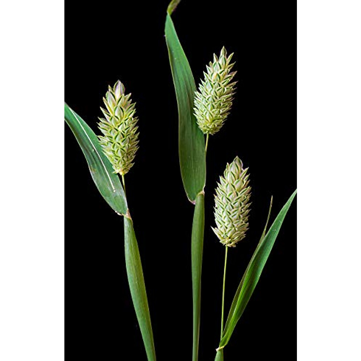 Raw Garden Canary Seed (Alpiste) (1 Pack 4 lbs) for Human Consumption, Silica Fiber Free.