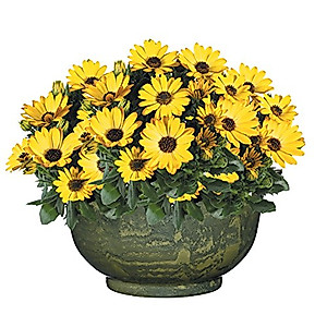 Classic Home and Garden "Venetian Deep Bowl 12.5" Planter, Green Granite (2/8060G/1)