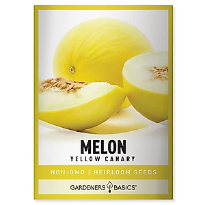 Yellow Canary Melon Seeds for Planting Heirloom, Non-GMO Vegetable Variety- 2 Grams Seed Great for Summer Melon Gardens by Gardeners Basics