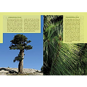 Compass American Guides: Yosemite and Sequoia/Kings Canyon National Parks (Full-color Travel Guide)