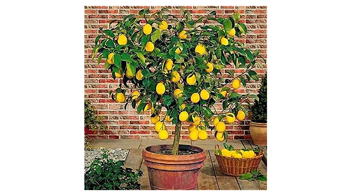 zcbang Natural Fruit Seeds Bonsai Lemon Tree Seeds Fruit Seeds 20Pcs — 🛍️ The Retail Market