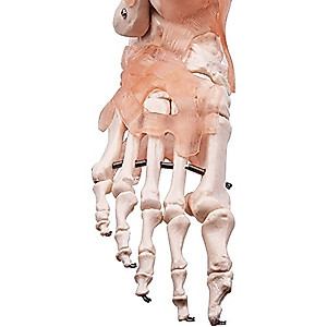 Foot Joint Model Human Foot Ankle Joint Model with Ligament Medical Science Life Size