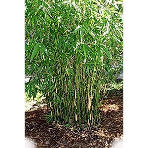 Green Hedge Clumping Bamboo Plant / Bambusa multiplex - Non-Invasive Form
