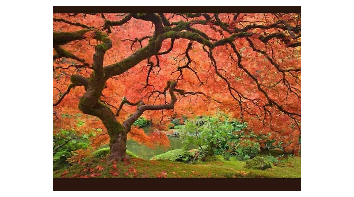 Carolina RED Scarlet Maple Tree Seeds - Vibrant Foliage & Wildlife