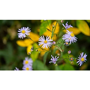 Smooth Blue Aster Seeds Wildflower Garden 100 Seeds