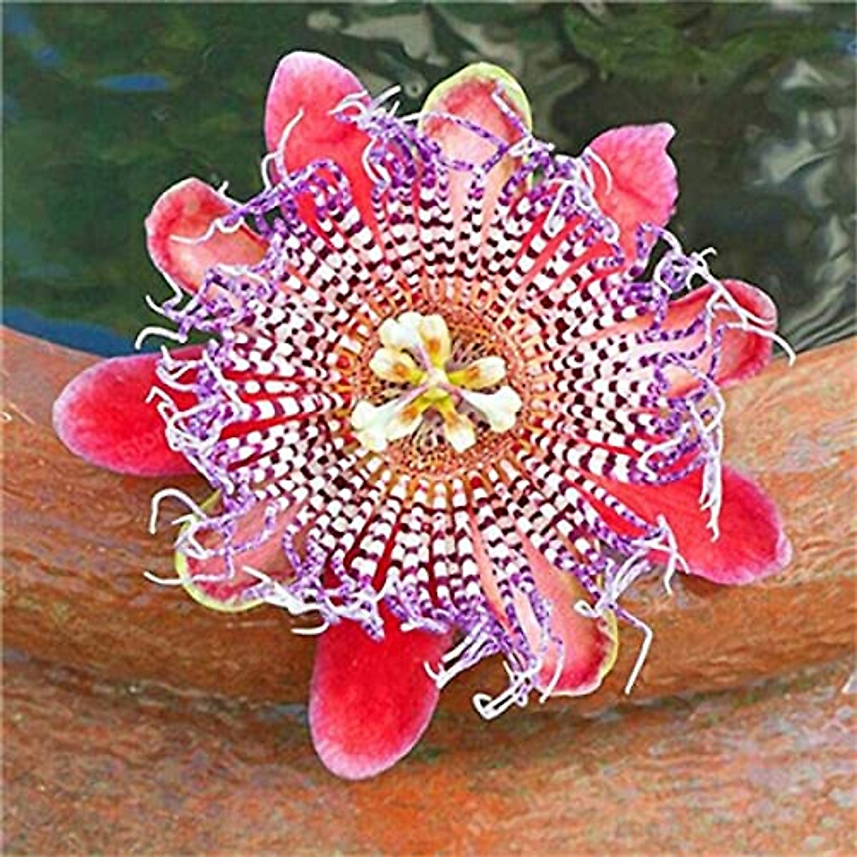 Seeds Of Strength 50pcs Passion Flower Seeds Garden Rare Passiflora Incarnata Potted Plants Seeds