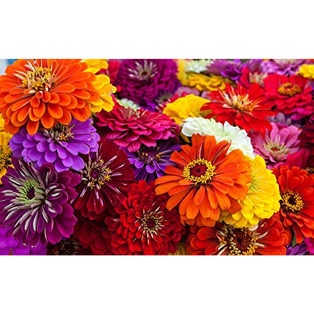 "Zin Master Mix" Zinnia Seeds for Planting, 200+ Flower Seeds Per Packet, (Isla's Garden Seeds), Non GMO & Heirloom Seeds, Botanical Name: Zinnia elegans, Great Home Garden Gift