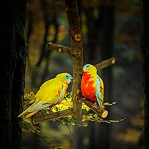 Bird Perch Nature Apple Hard Wood Stand, Parrot Stand Toy Branch Platform Paw Grinding Stick for Small Parakeets Cockatiels Conures Parrots Love Birds Finches Cage Accessories (Set 1)