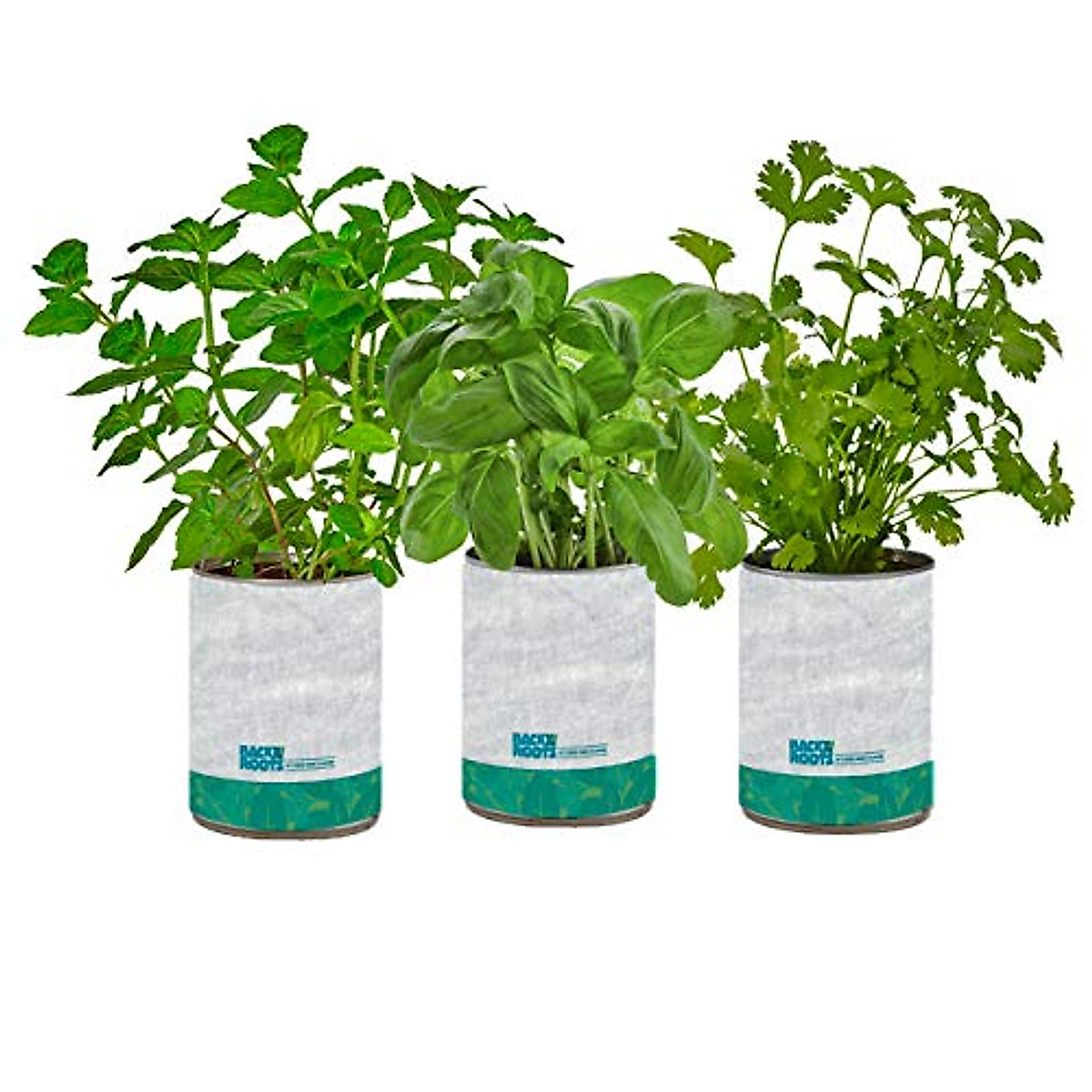 Back to the Roots New Kitchen Garden Complete Herb Kit Variety Pack of Basil, Mint, and Cilantro Seeds