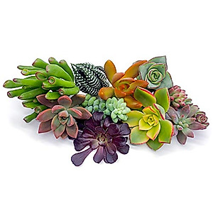 7 Live Succulent Cuttings, NO Roots on Plants, Succulents Plants Live, Great for Terrariums, Mini Garden Starter Plants by The Succulent Cult