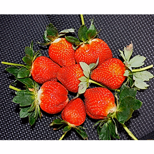 CEMEHA SEEDS - Giant Strawberry Fresca Everbearing Berries Indoor Non GMO Fruits for Planting