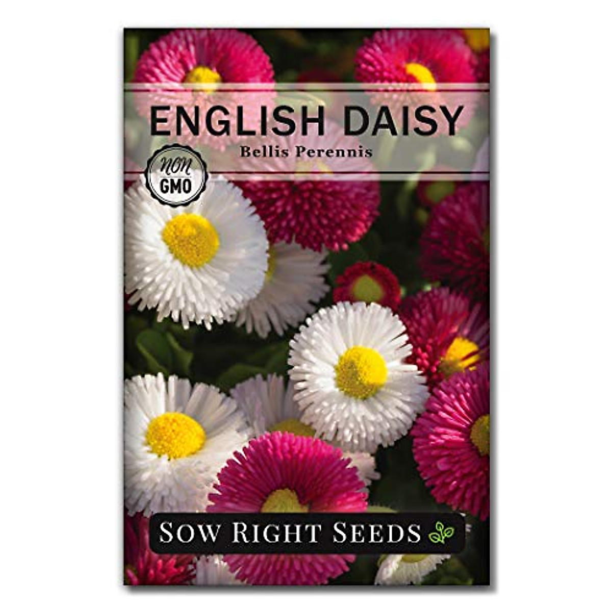 Sow Right Seeds - English Daisy Flower Seeds for Planting, Beautiful Flowers to Plant in Your Garden; Non-GMO Heirloom Seeds; Wonderful Gardening Gifts (1)