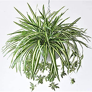 Artificial Chlorophytum Silk Flowers, Artificial Flowers Spider Plant Fake Greenery Faux Plant Hanging Basket Ivy Green Leaves Wall Hanging Plants for Home Garden Office Wedding Decoration