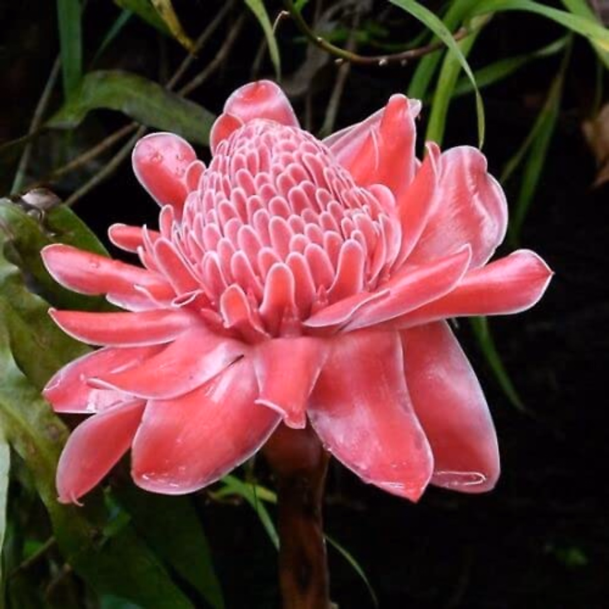 CHUXAY GARDEN 20 Seeds Pink Etlingera Elatior,Torch Ginger,Ginger Flower,Torch Lily,Philippine Wax Flower Seasoning Flowering Plants Excellent Addition to Garden
