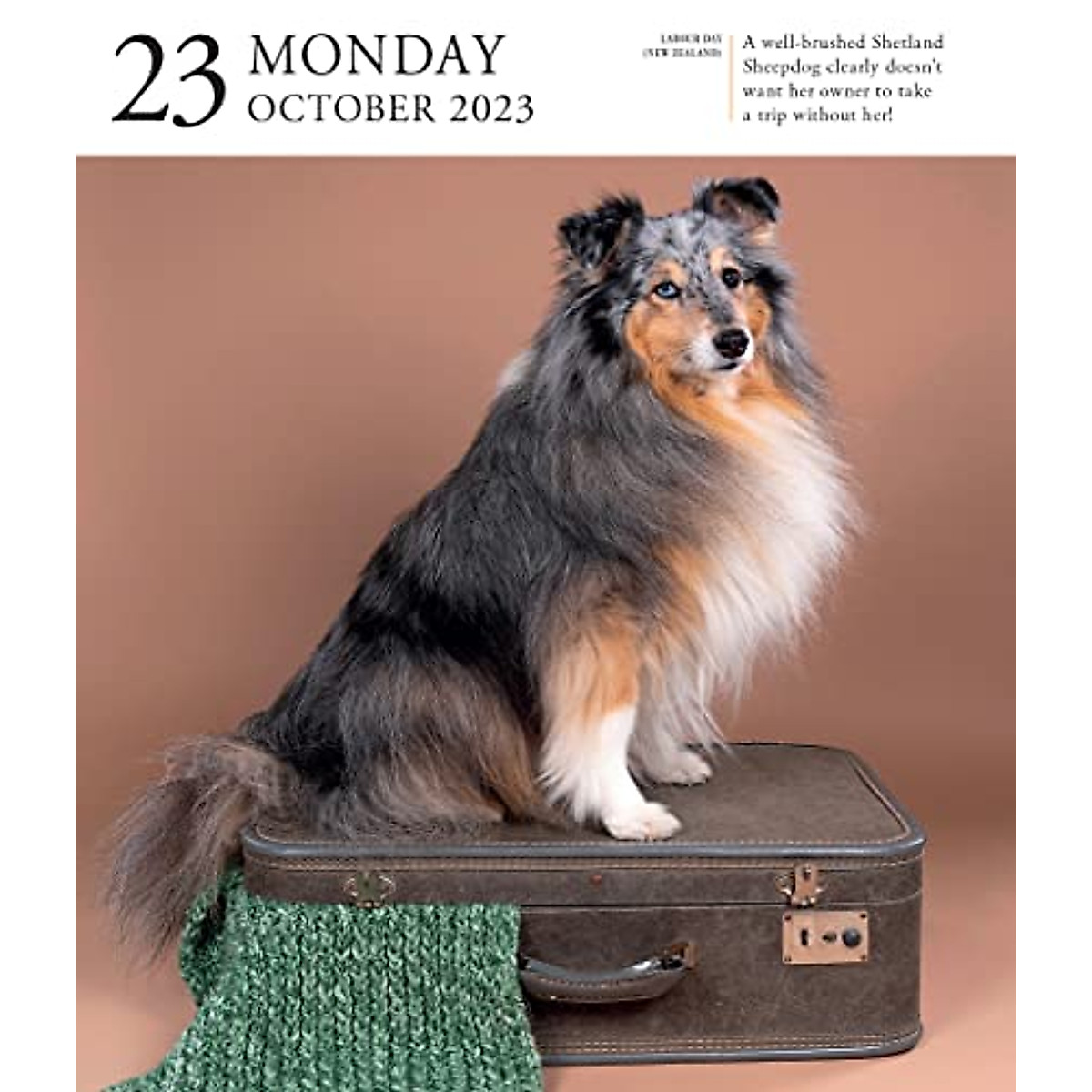 Dog Page-A-Day Gallery Calendar 2023: An Elegant Canine Celebration