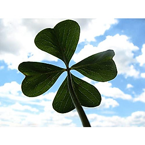 ATVADA Four Leaf Clover Seeds 300 Pcs Ground Dwarf Cover Garden Subterranean Micro Clover Seeds for Lawn