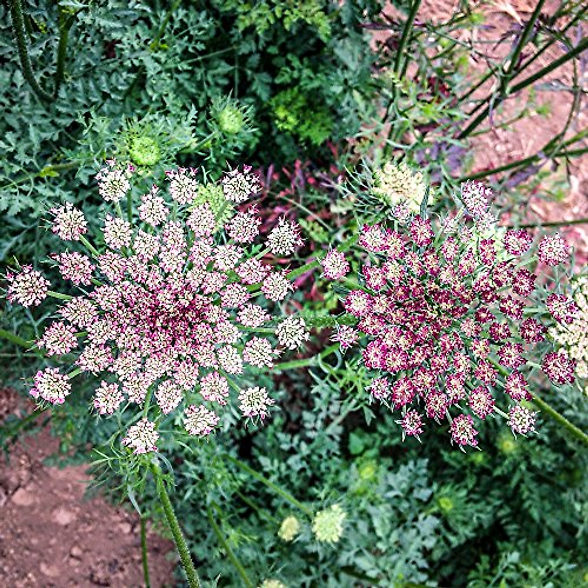 Dara Queen Anne's Lace Seeds - Pack of 200, Certified Organic, Non-GMO, Open Pollinated, Untreated Flower Seeds for Planting – from USA
