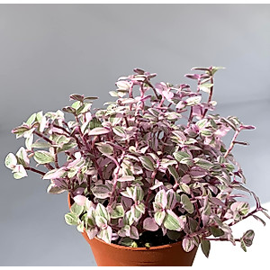 Tradescantia Pink Panther Houseplants Live Potted