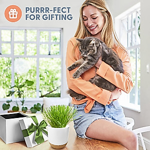 The Cat Ladies Cat Grass for Indoor Cats Kit with Organic Cat Grass Seed Mix, Soil and Ceramic & Cork Planter, Natural Hairball Remedy